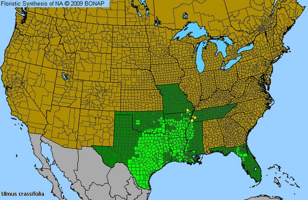 Cedar Elm - 3 gal - near Houston - Terra Sombra Farms