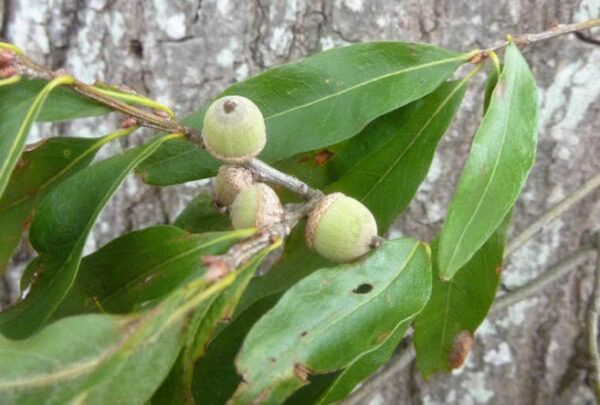 Willow Oak - 3 gal - near Houston - Terra Sombra Farms