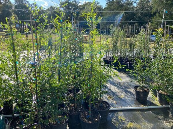 Willow Oak - 3 gal - near Houston - Terra Sombra Farms