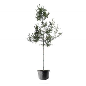 Live Oak - 15 gal - Terra Sombra Farms Tree Liners near Houston